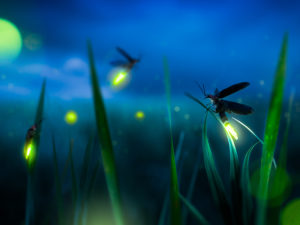 Synchronous Firefly Display in Pigeon Forge TN - Pigeon Forge TN Cabins